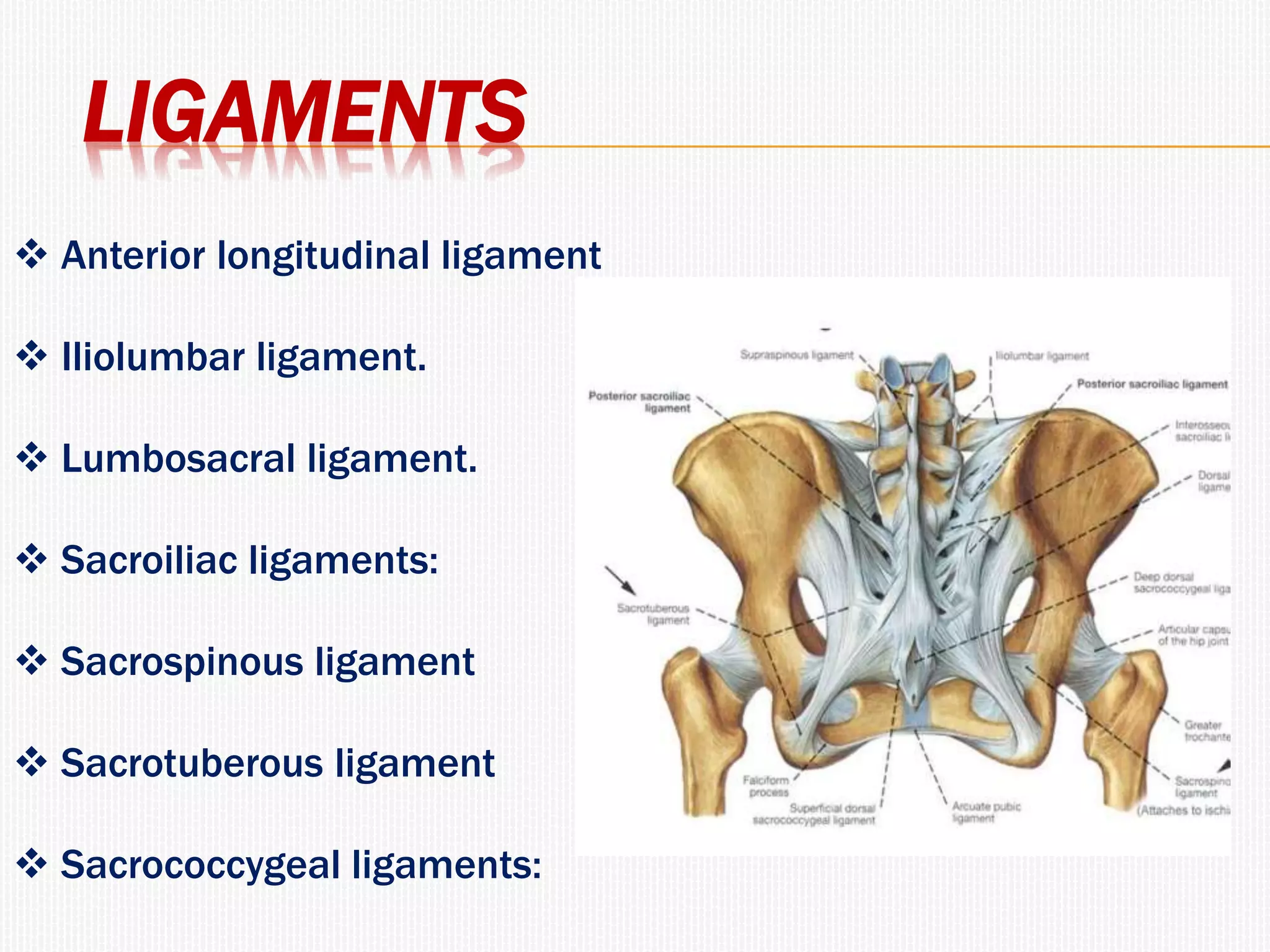 2 anatomy of ls coccyx and sacrum | PPTX