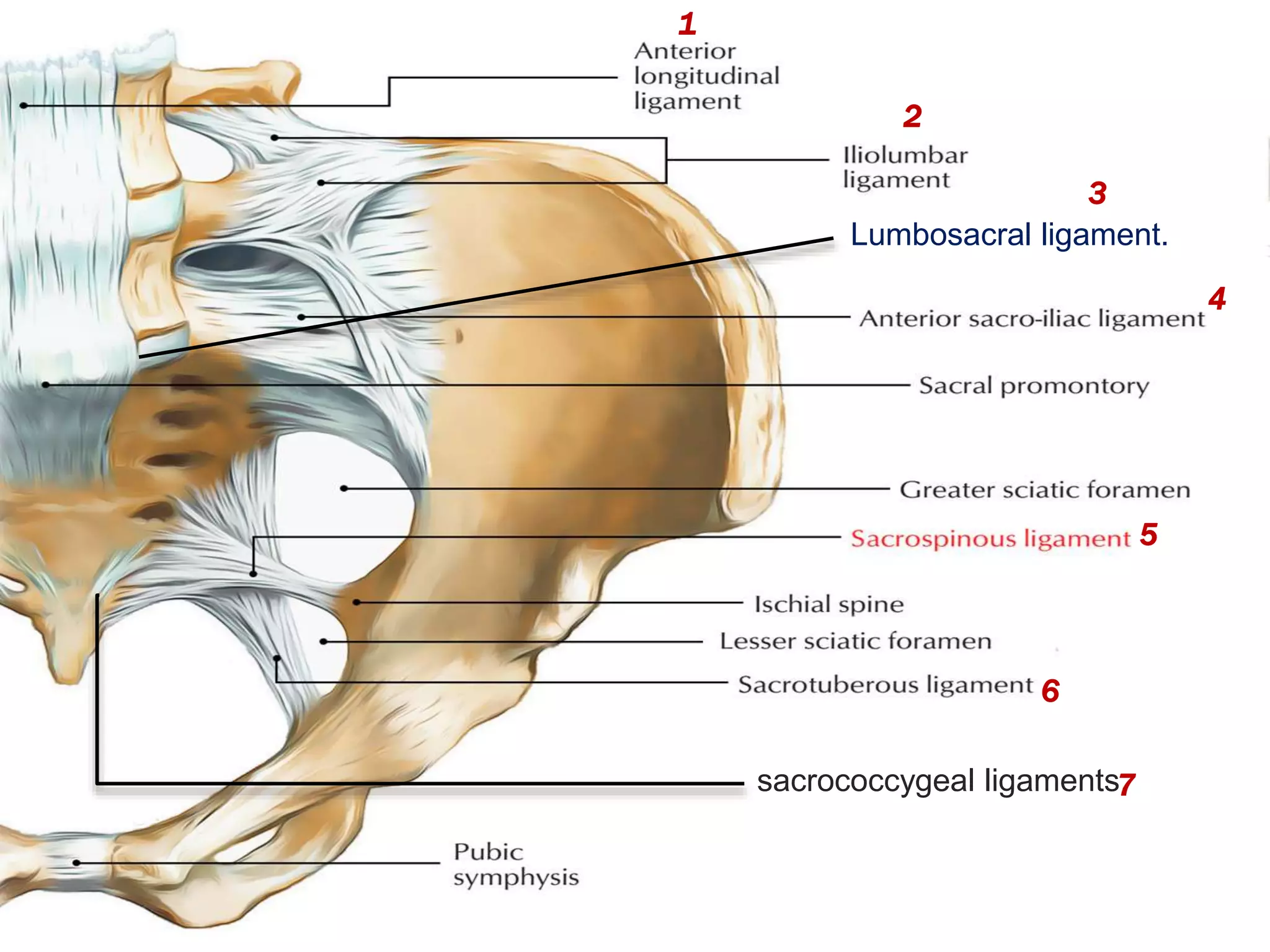 2 anatomy of ls coccyx and sacrum | PPTX