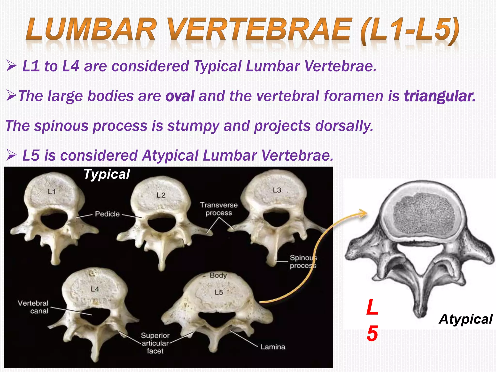 2 anatomy of ls coccyx and sacrum | PPTX