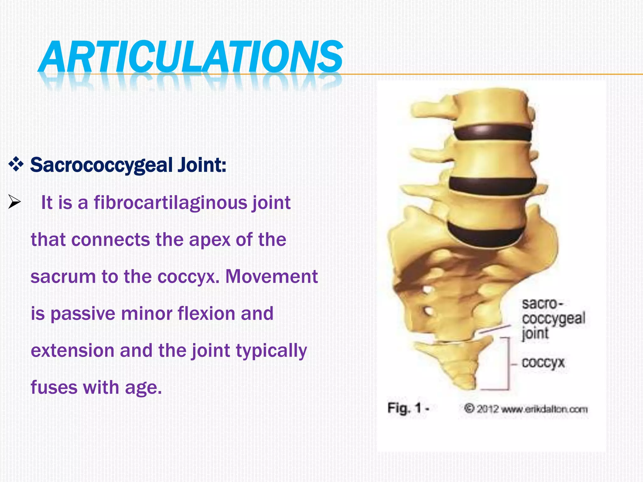 2 anatomy of ls coccyx and sacrum | PPTX