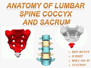 2 anatomy of ls coccyx and sacrum | PPTX
