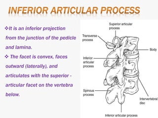 Superior Articular Process Sacrum