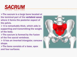 Sacrum Bone