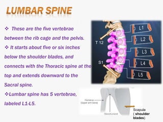 Lumbar Vertebrae Anatomy Ppt