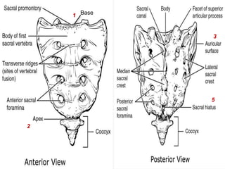 Sacral Vertebrae Diagram