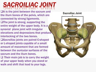 2 anatomy of ls coccyx and sacrum | PPTX