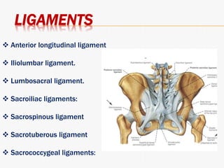 Sacrococcygeal Ligament