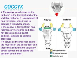 2 anatomy of ls coccyx and sacrum | PPTX