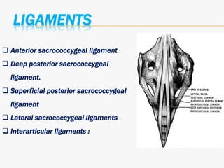 2 anatomy of ls coccyx and sacrum | PPTX