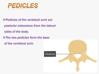2 anatomy of ls coccyx and sacrum | PPTX
