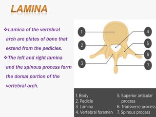 2 anatomy of ls coccyx and sacrum | PPTX