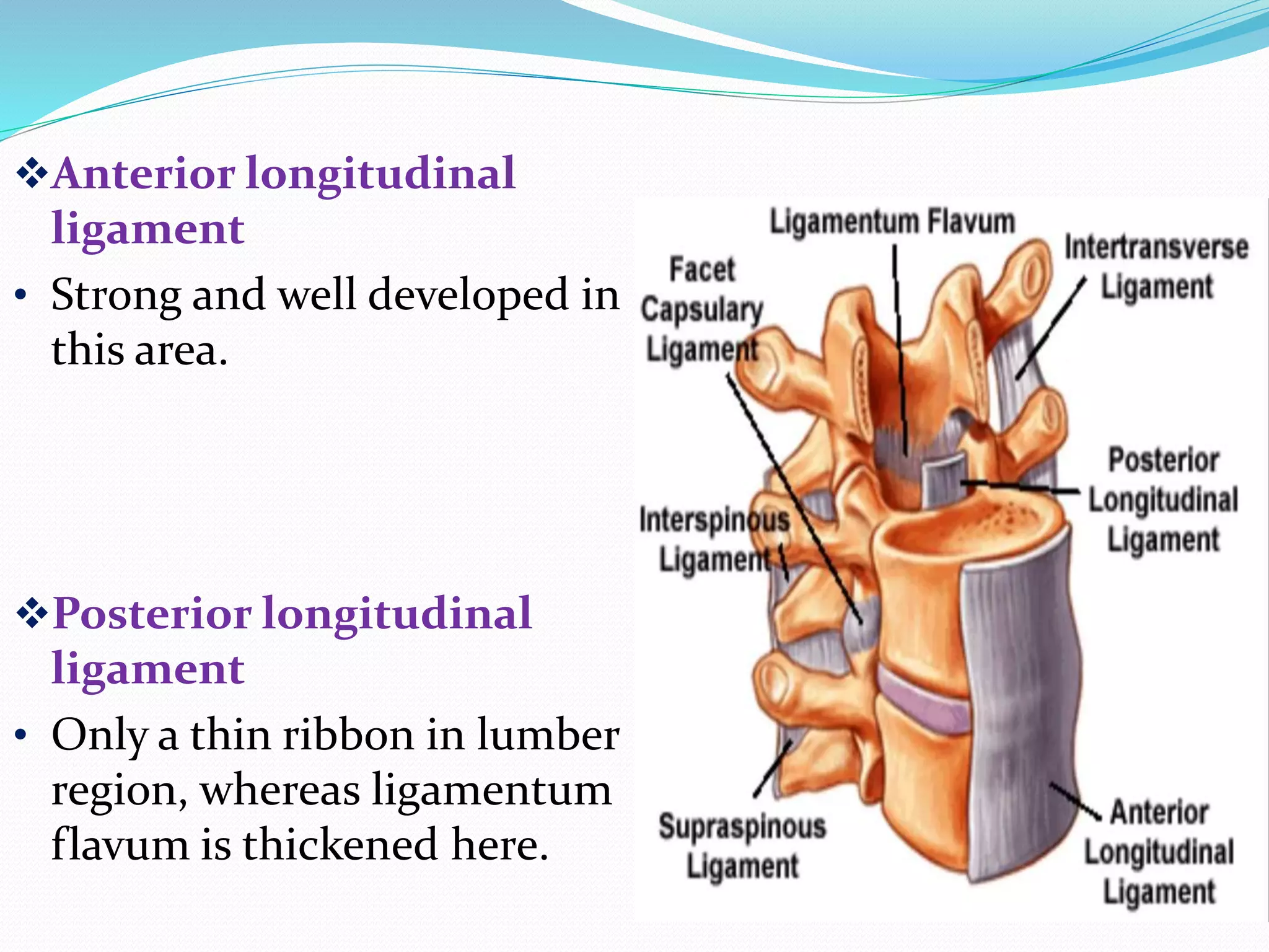 Anatomy of lumber spine Nishant kumar gaurav | PPTX