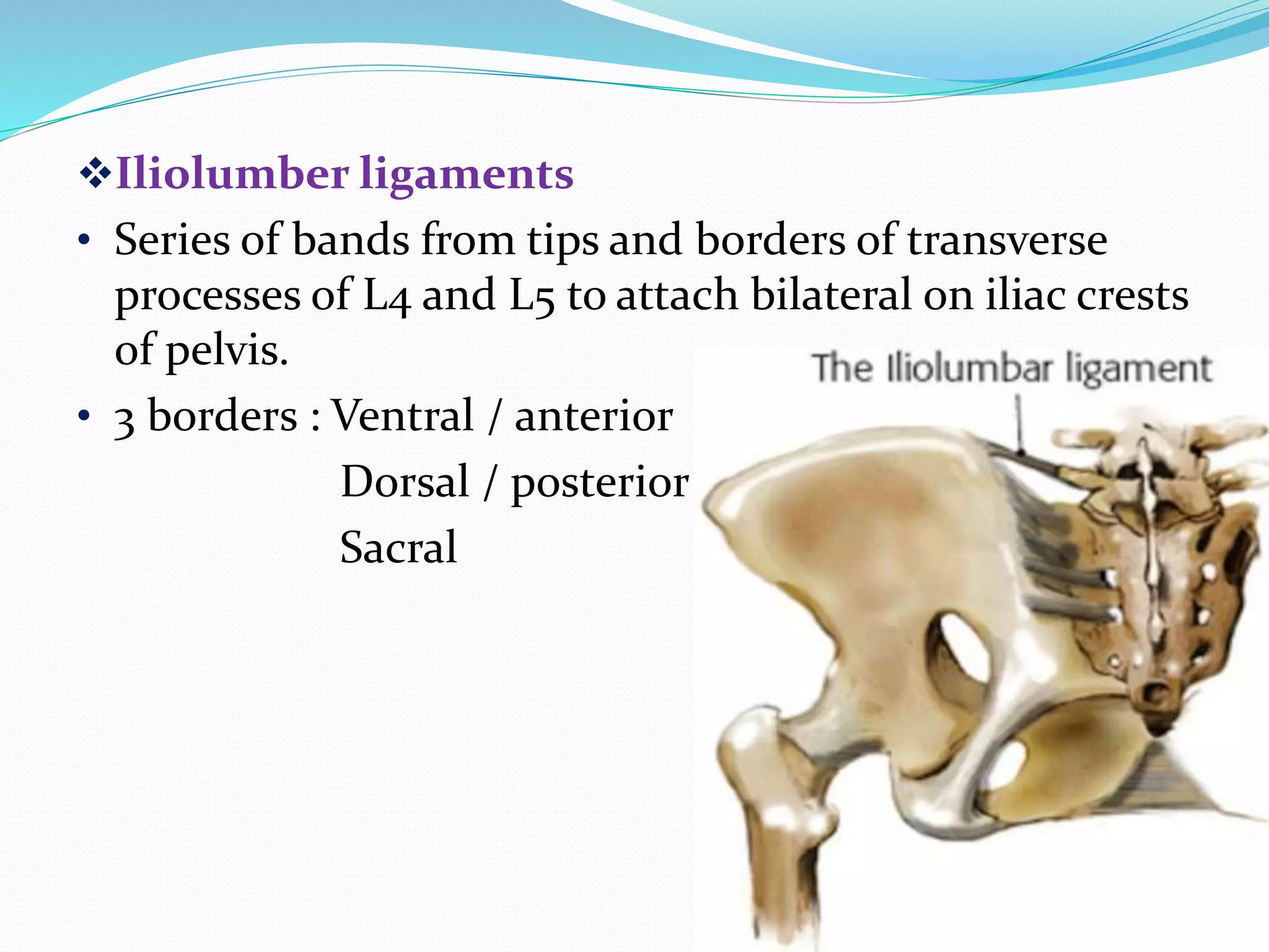Anatomy of lumber spine Nishant kumar gaurav | PPTX