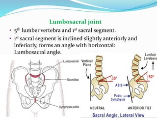 Anatomy of lumber spine Nishant kumar gaurav | PPTX | Death, Injury, or ...