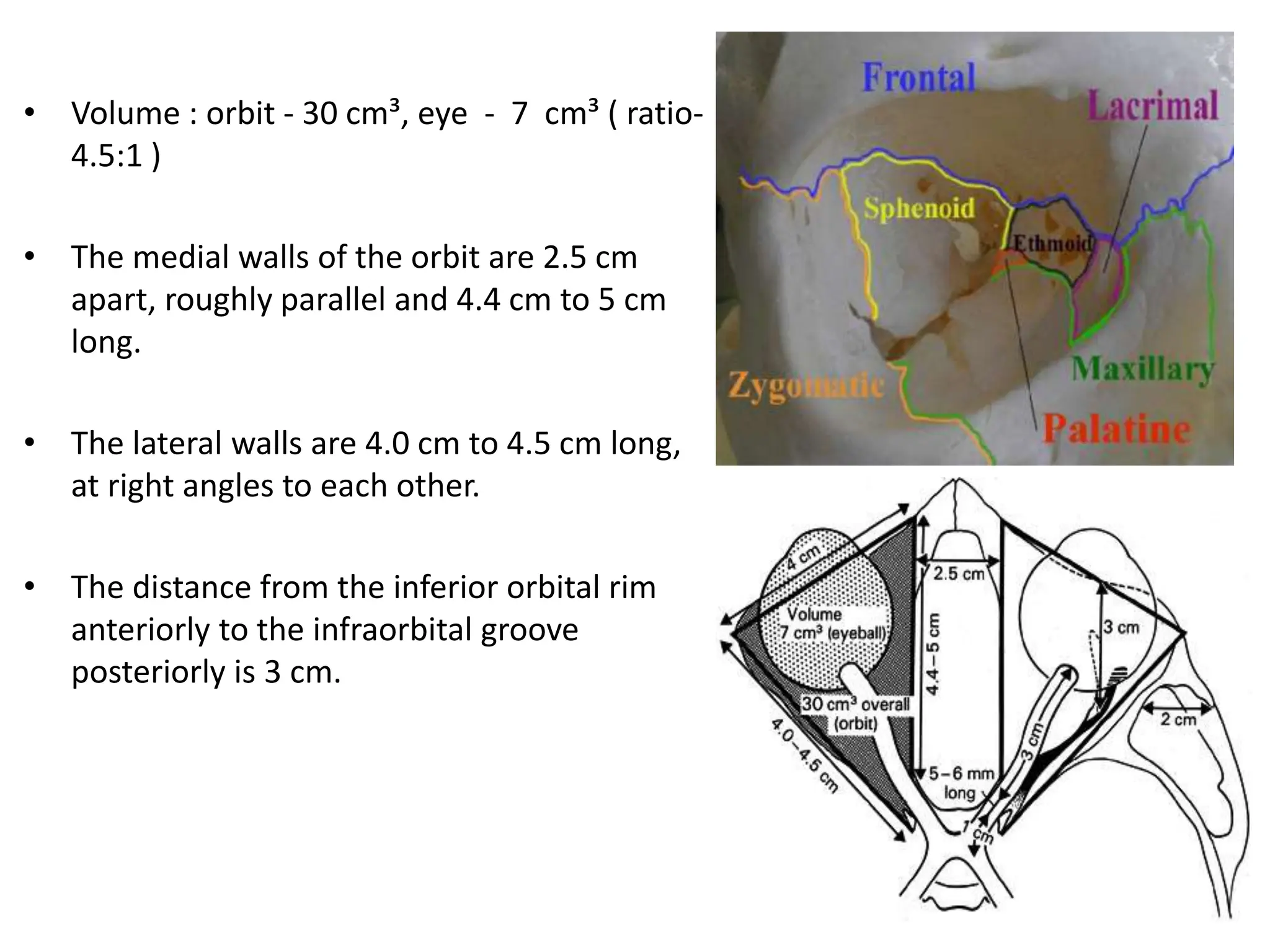 Anatomy of orbit and its clinical applications. | PPTX