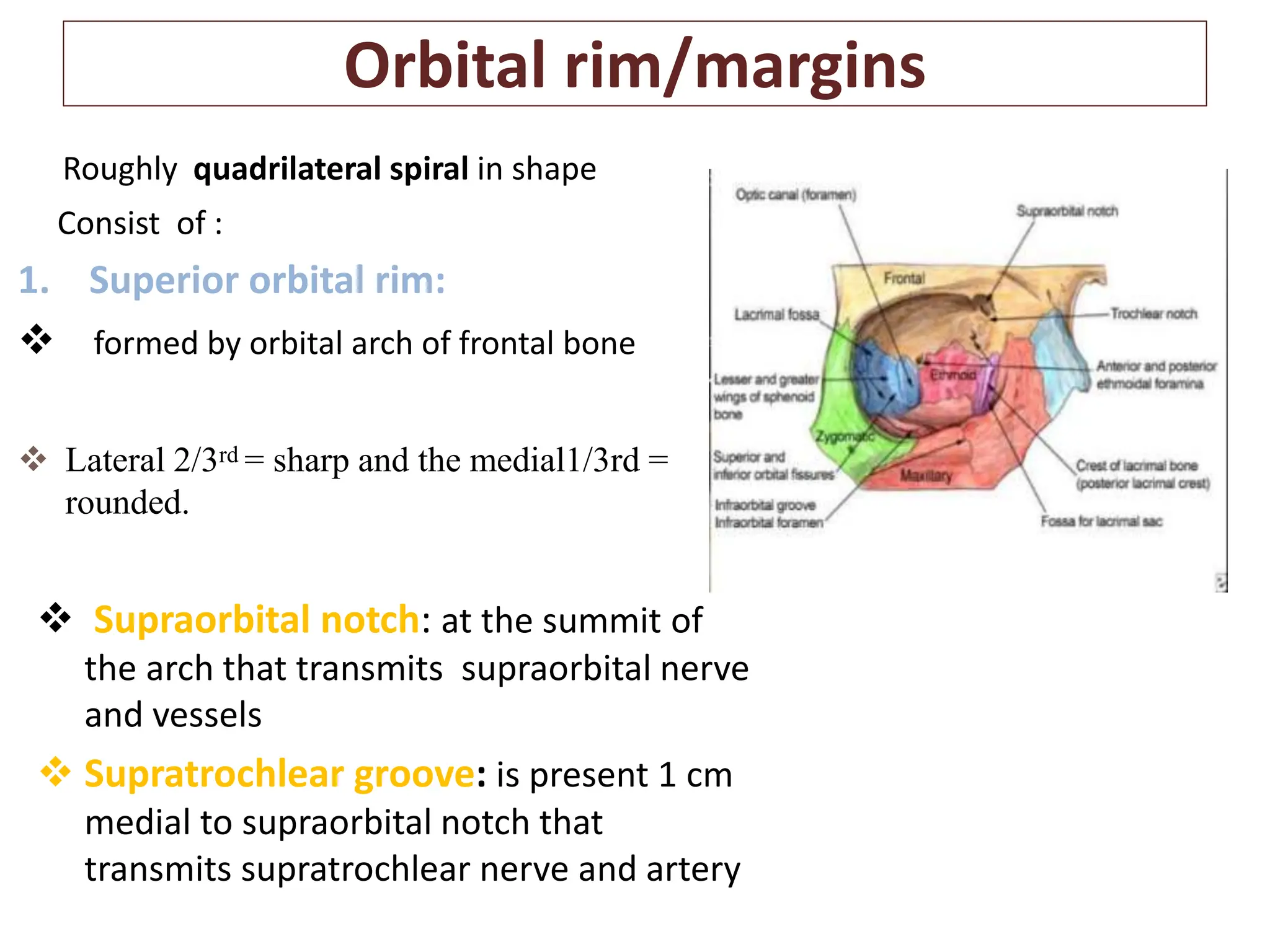 Anatomy of orbit and its clinical applications. | PPTX
