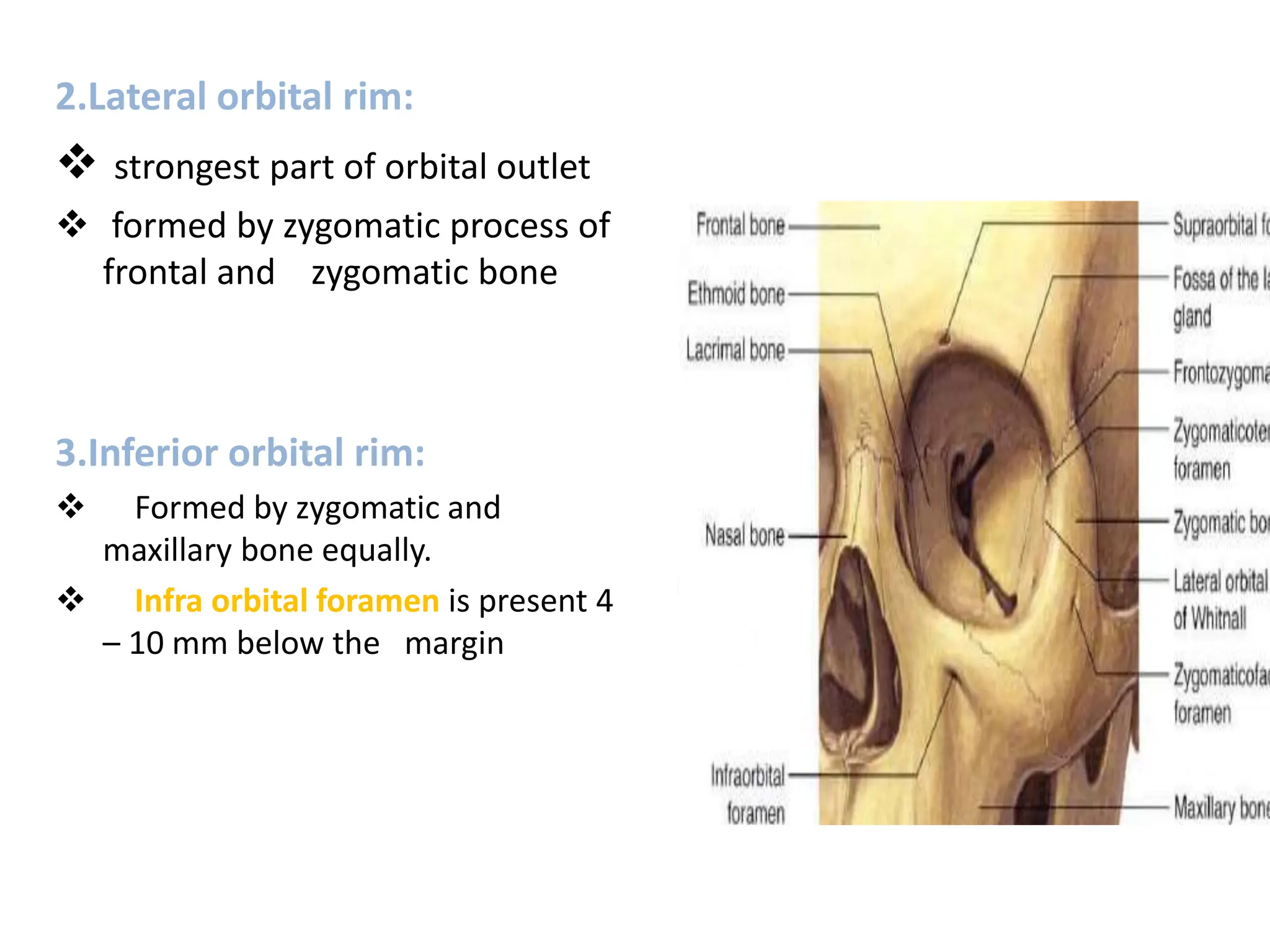 Anatomy of orbit and its clinical applications. | PPTX