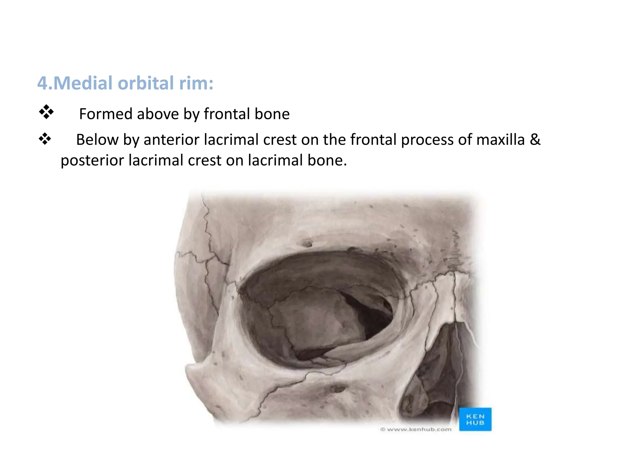 Anatomy of orbit and its clinical applications. | PPTX