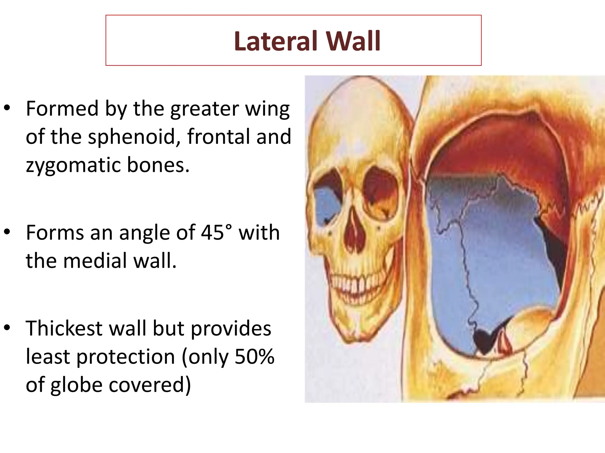 Anatomy of orbit and its clinical applications. | PPTX