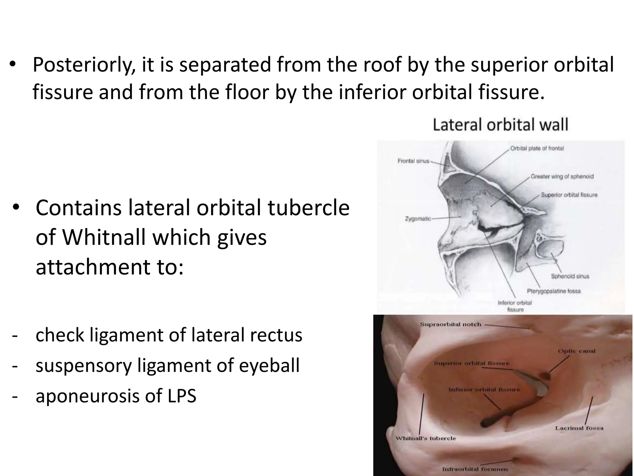 Anatomy of orbit and its clinical applications. | PPTX