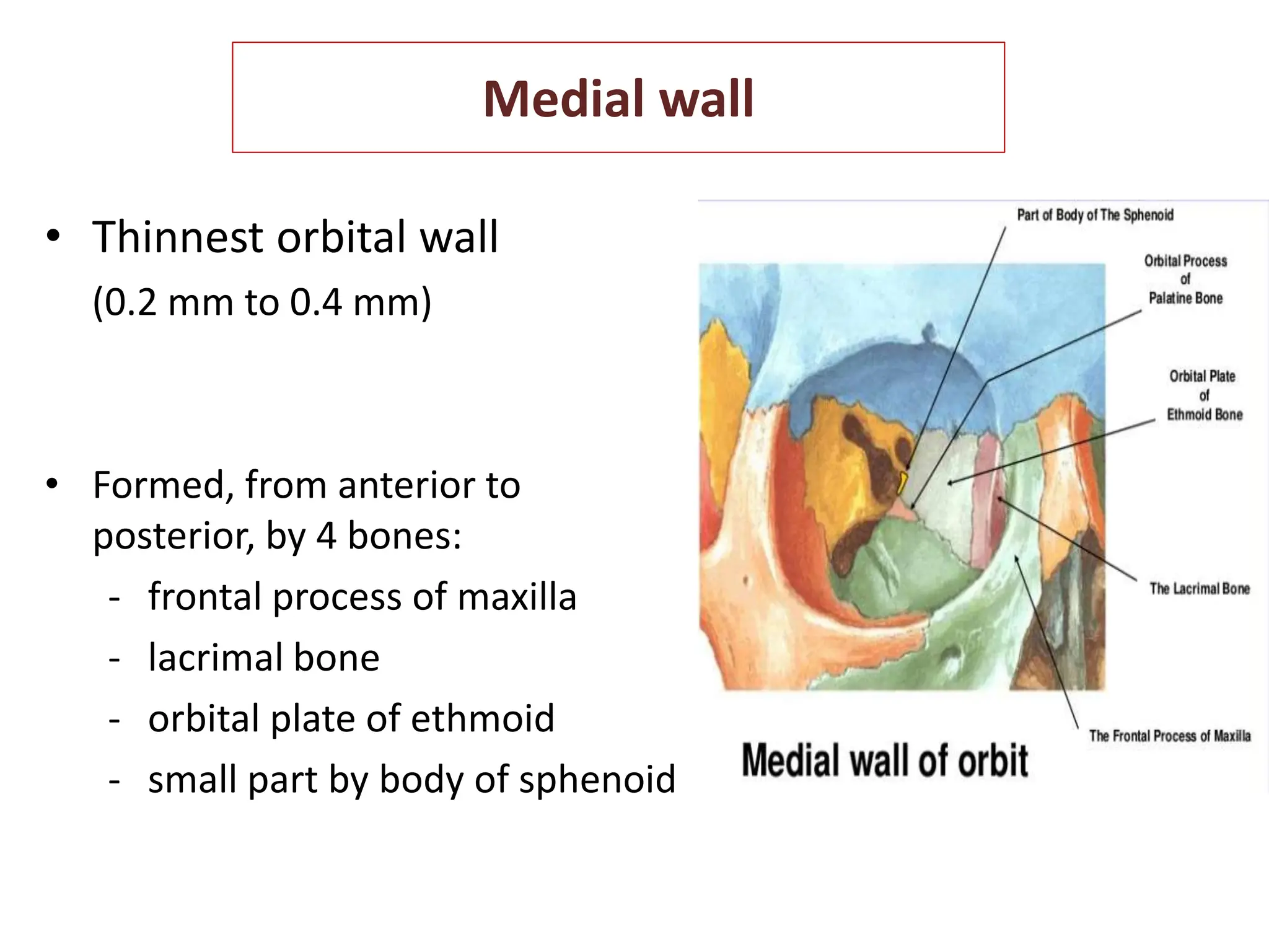Anatomy of orbit and its clinical applications. | PPTX