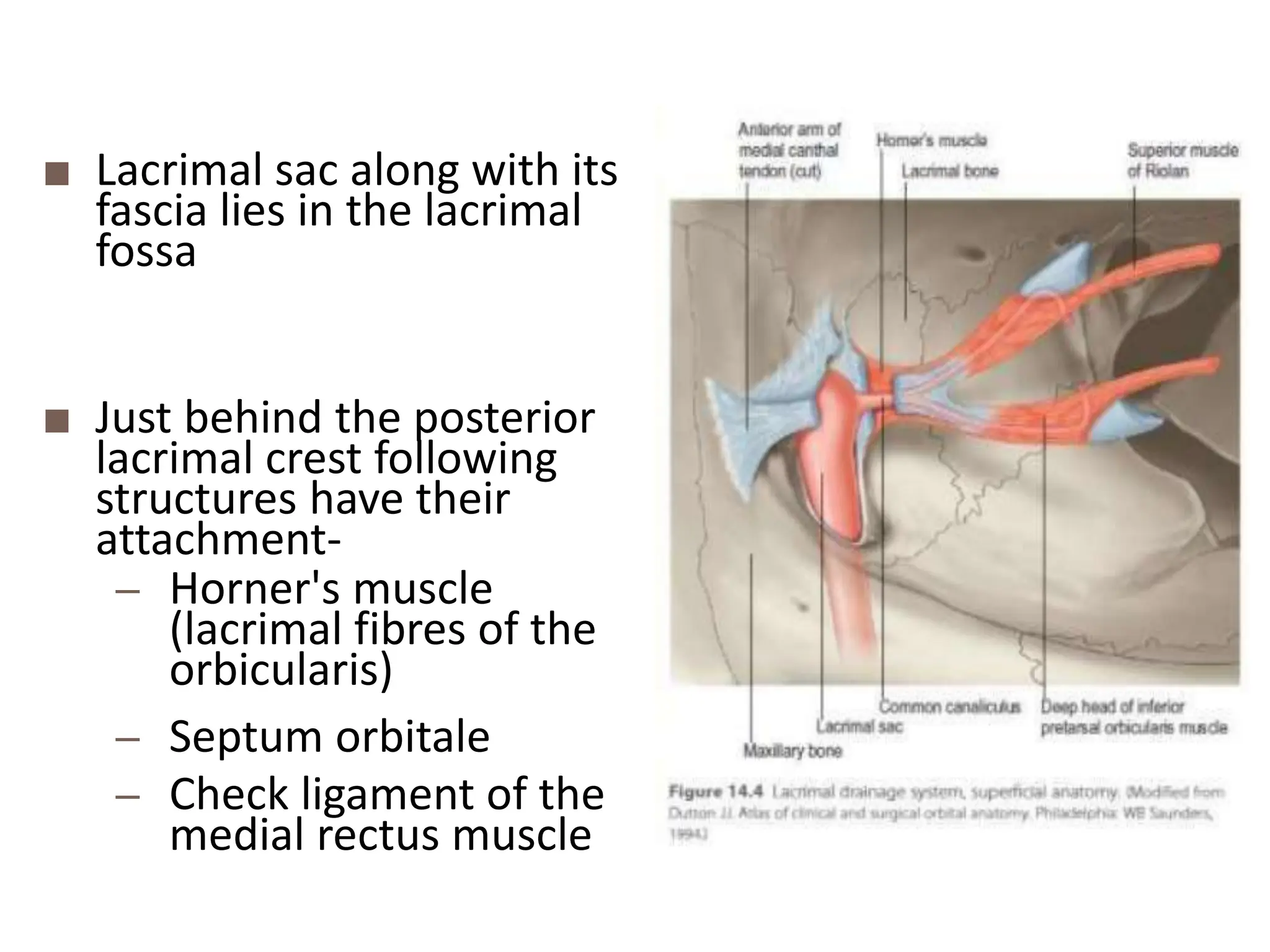 Anatomy of orbit and its clinical applications. | PPTX
