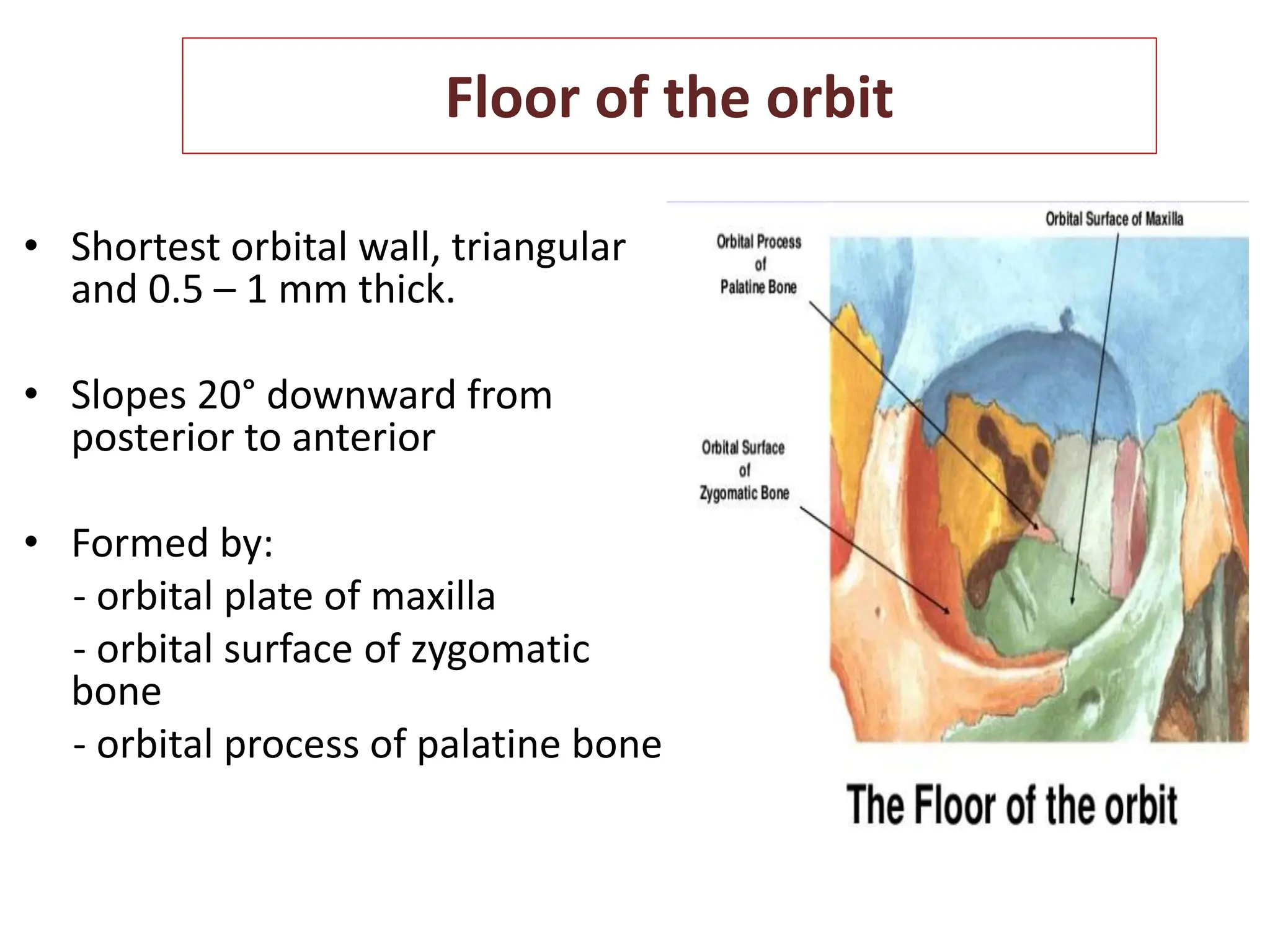 Anatomy of orbit and its clinical applications. | PPTX