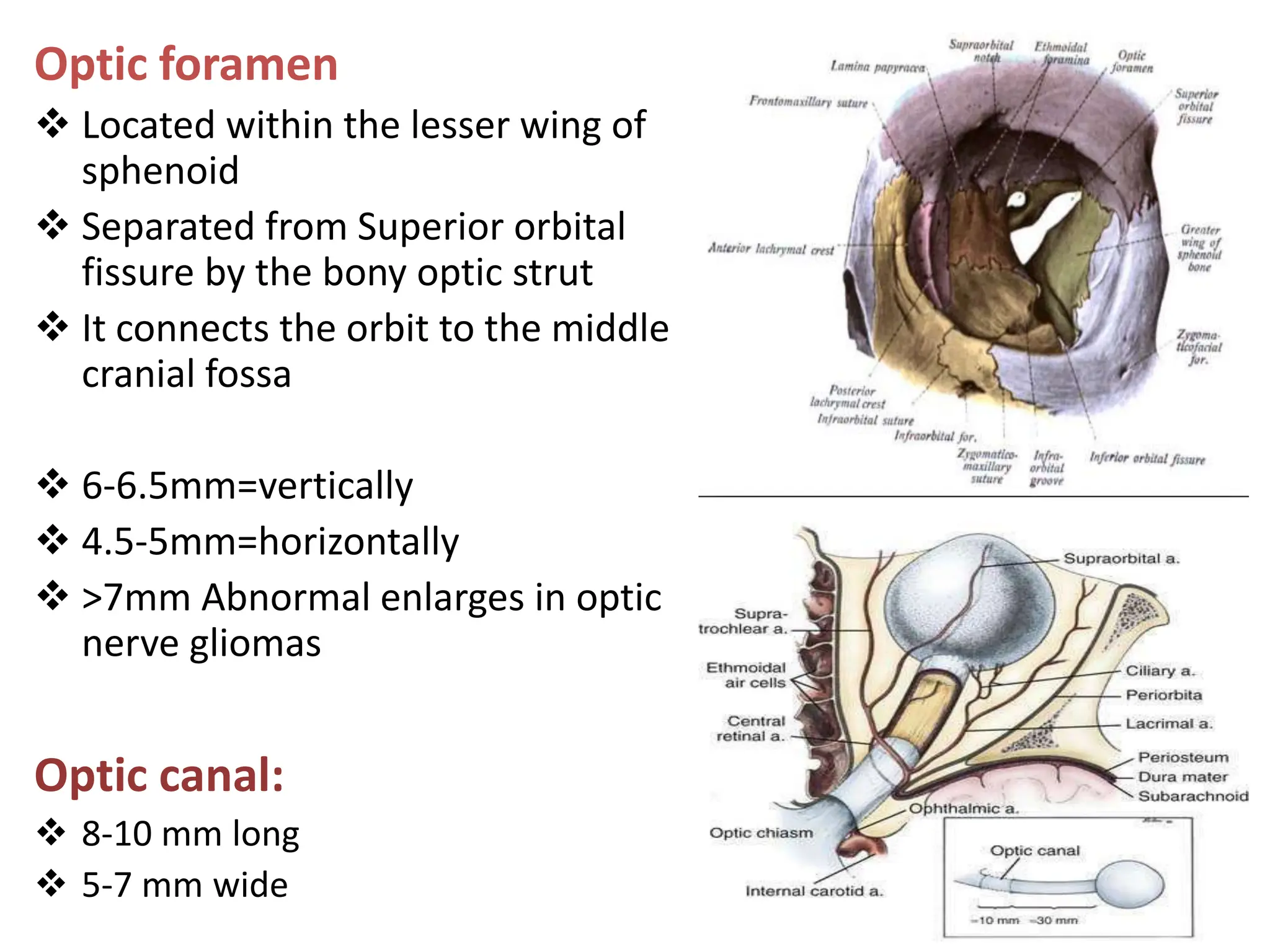Anatomy of orbit and its clinical applications. | PPTX