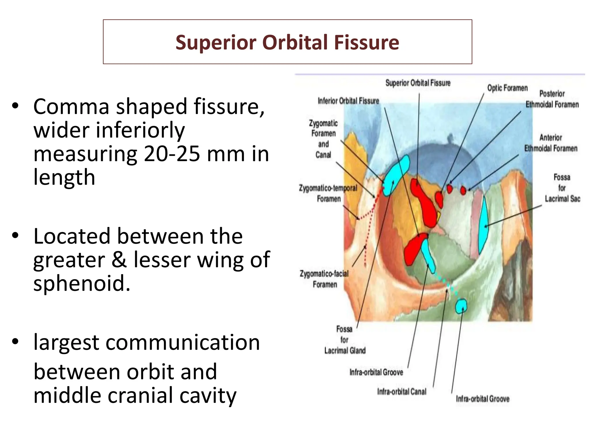Anatomy of orbit and its clinical applications. | PPTX
