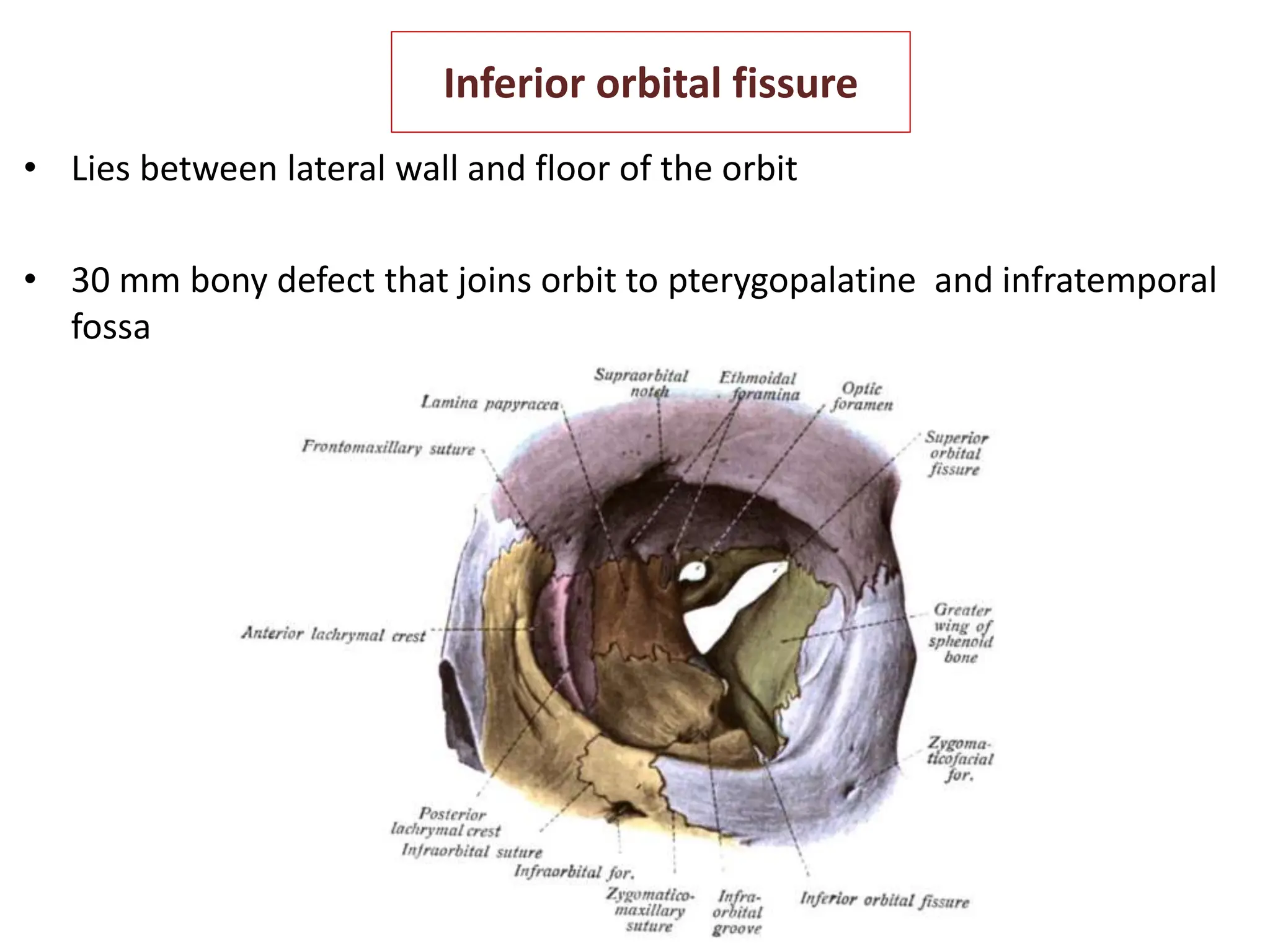 Anatomy of orbit and its clinical applications. | PPTX