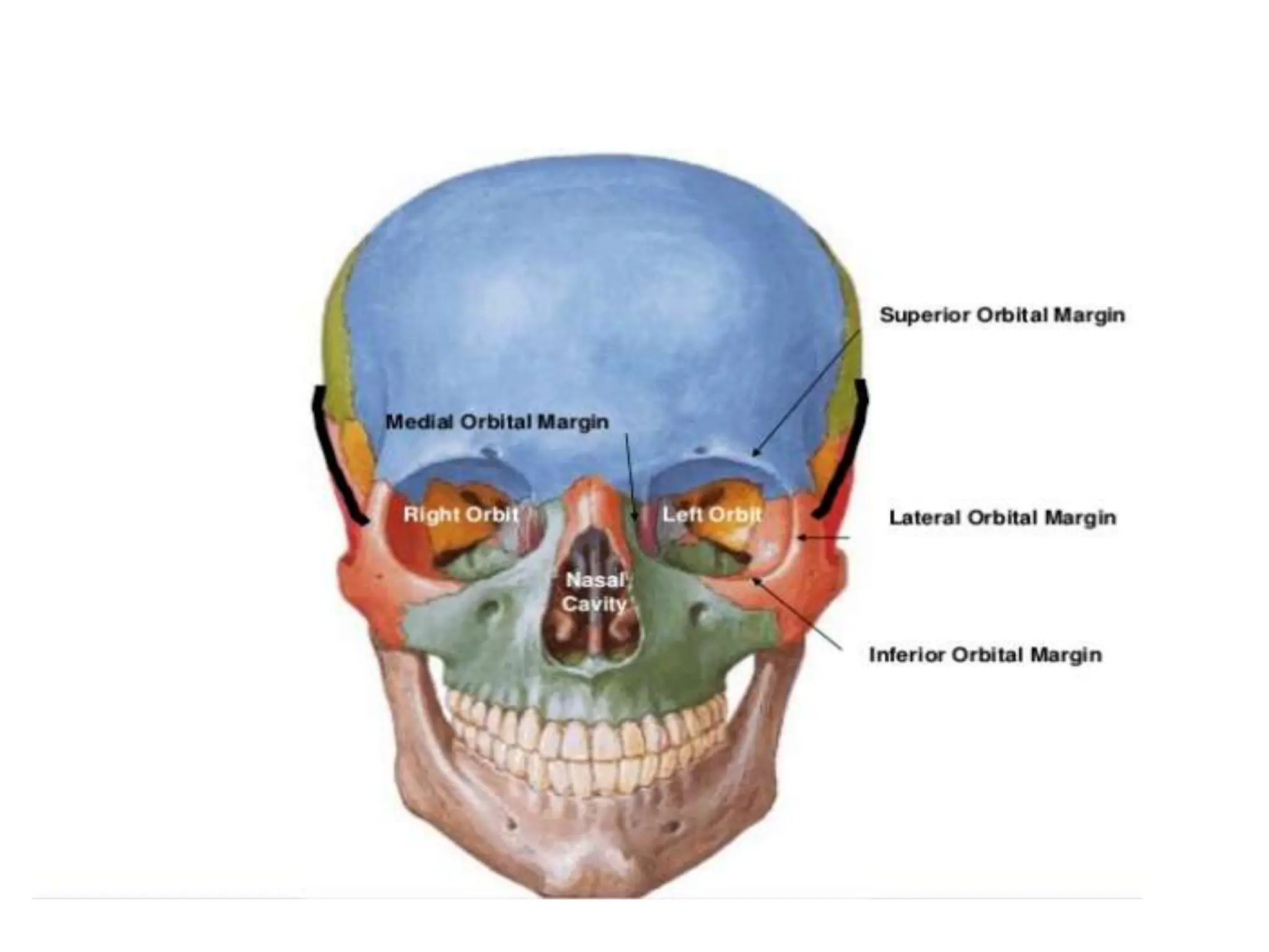 Anatomy of orbit and its clinical applications. | PPTX