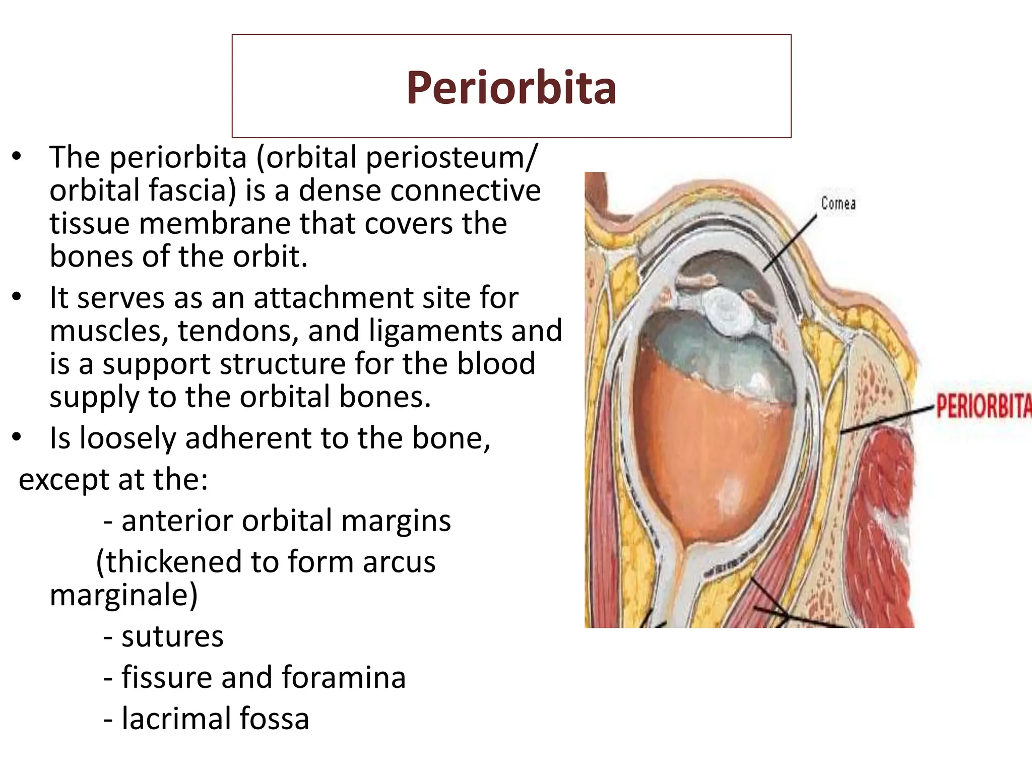 Anatomy of orbit and its clinical applications. | PPTX