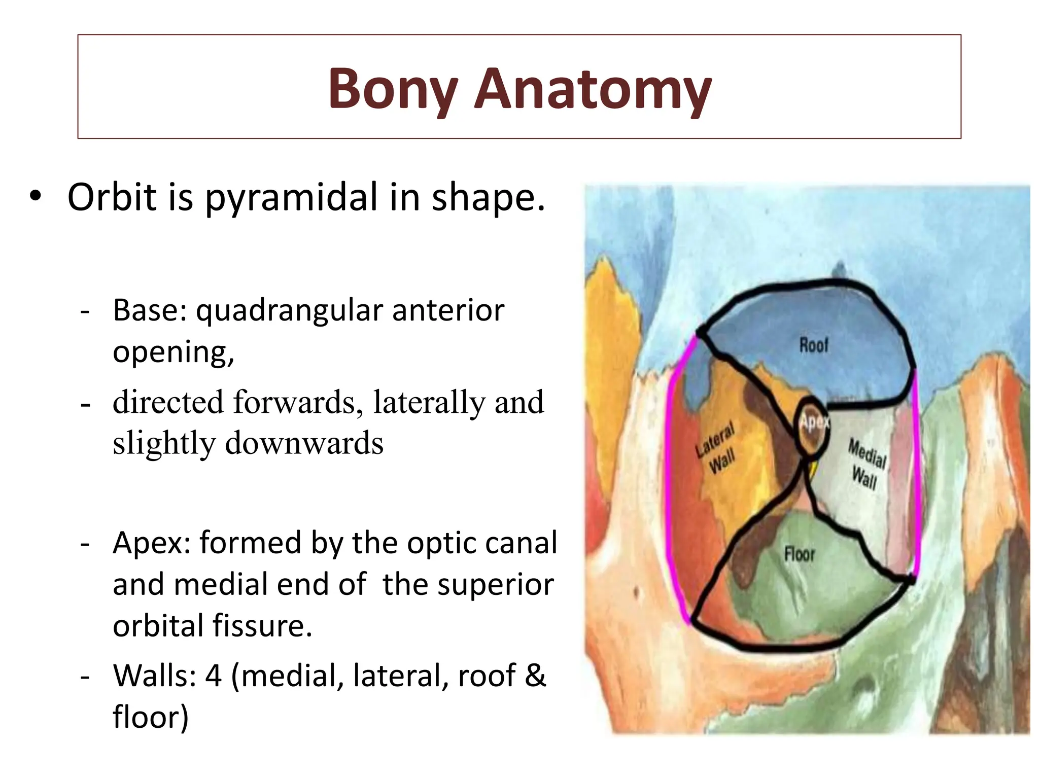 Anatomy of orbit and its clinical applications. | PPTX