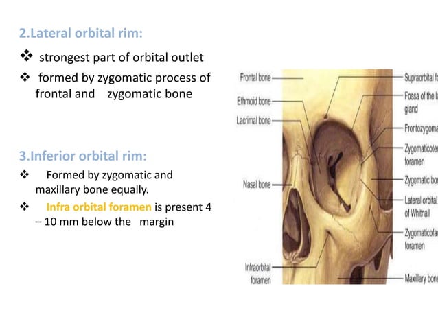 Anatomy of orbit and its clinical applications. | PPTX