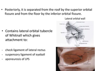 Anatomy of orbit and its clinical applications. | PPTX