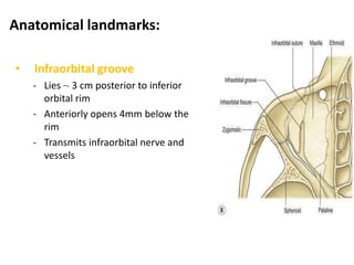 Anatomy of orbit and its clinical applications. | PPTX
