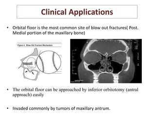 Anatomy of orbit and its clinical applications. | PPTX