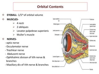 Anatomy of orbit and its clinical applications. | PPTX