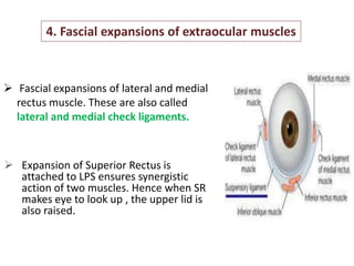 Anatomy of orbit and its clinical applications. | PPTX