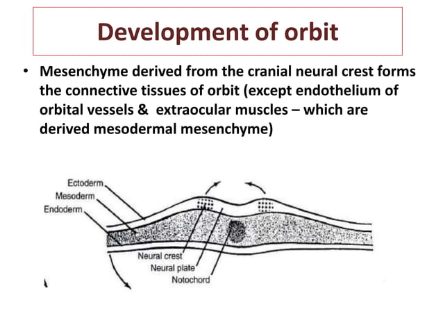 Anatomy of orbit and its clinical applications. | PPTX