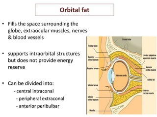Anatomy of orbit and its clinical applications. | PPTX