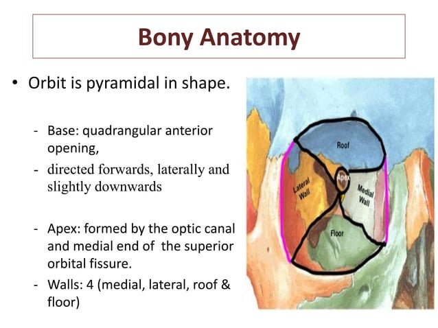 Anatomy of orbit and its clinical applications. | PPTX
