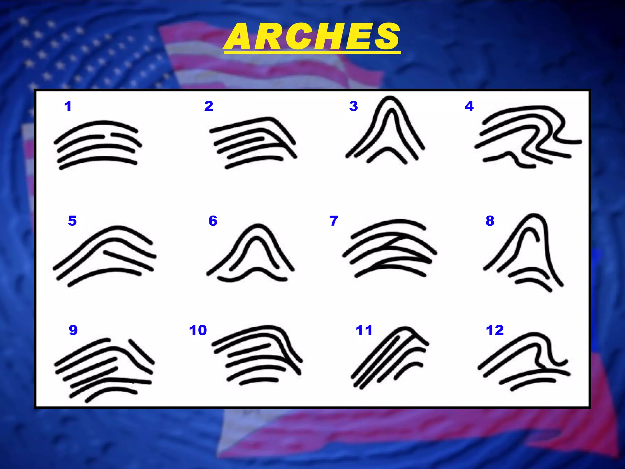 Fingerprint Classification - Arch Patterns | PPT