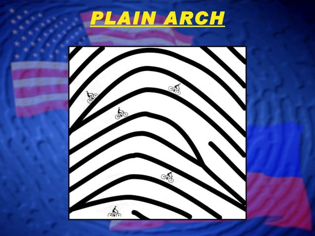Fingerprint Classification - Arch Patterns | PPT