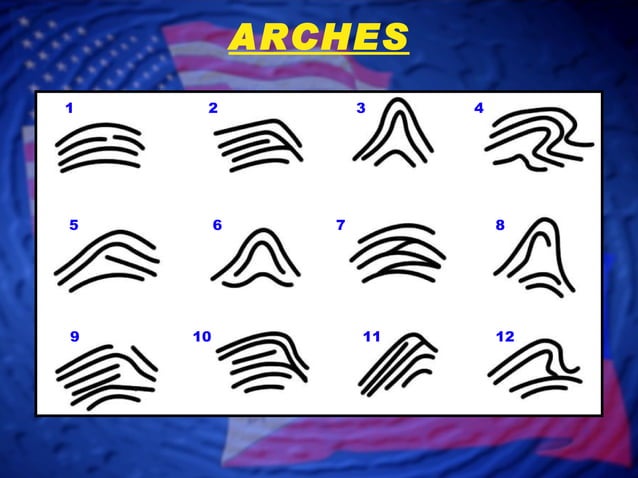 Fingerprint Classification - Arch Patterns | PPT