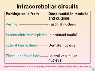 Animated interactive cerebellum connections | PPT | Brain and Nervous ...