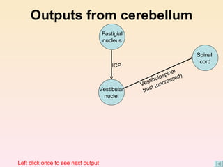 Animated interactive cerebellum connections | PPT