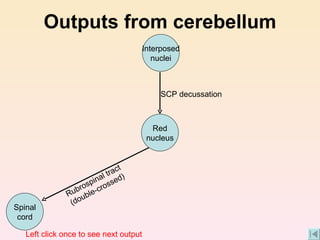 Animated interactive cerebellum connections | PPT | Brain and Nervous ...
