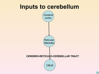 Animated interactive cerebellum connections | PPT