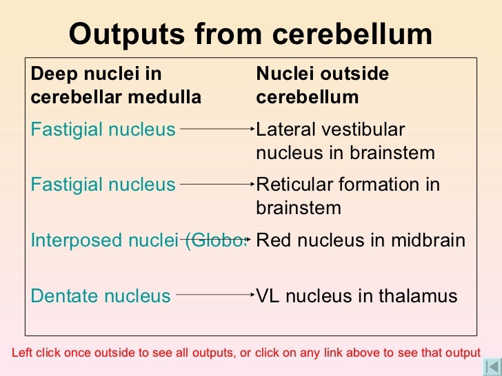 Animated interactive cerebellum connections